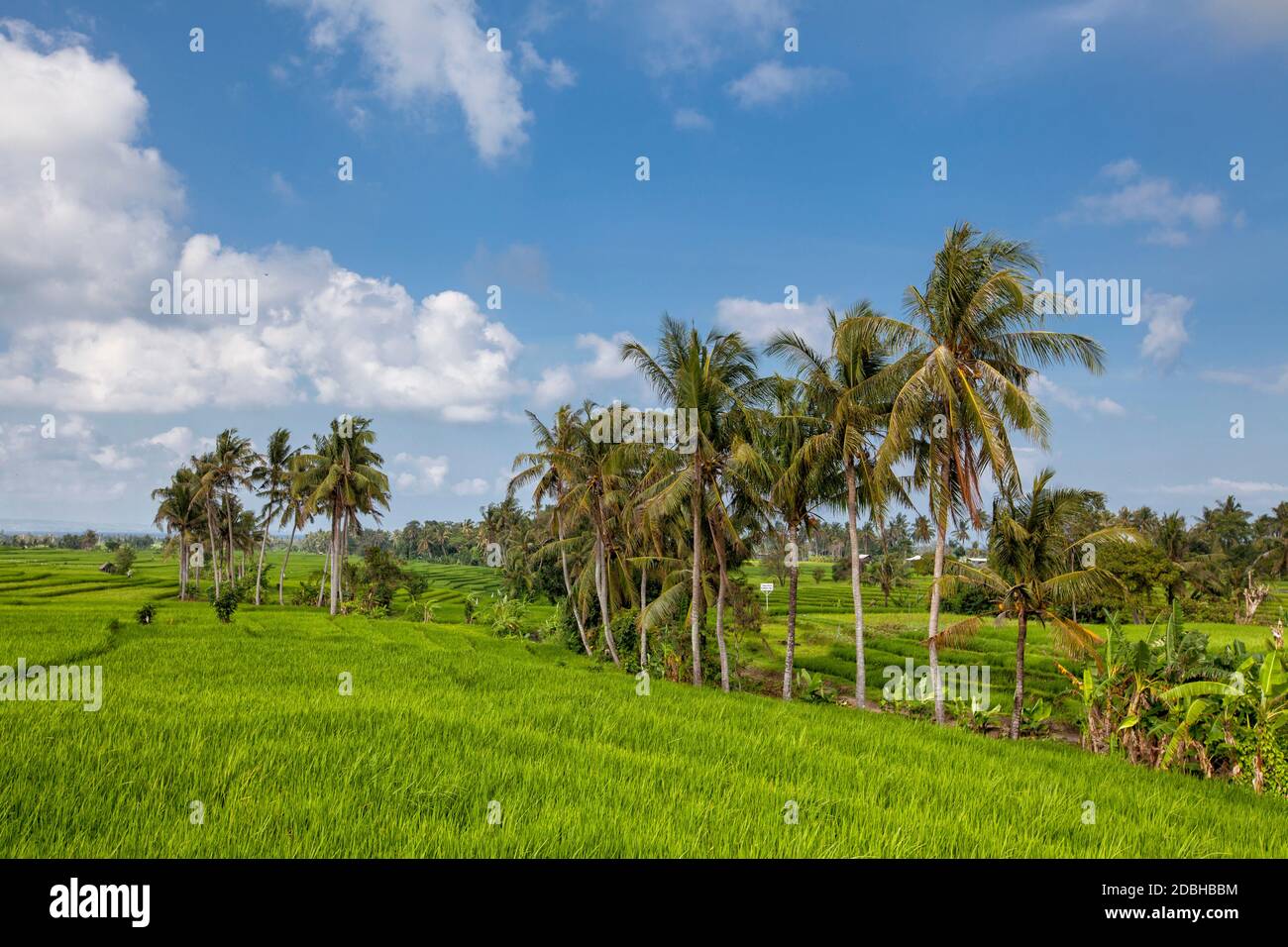 Beautiful view of Balinese green rice growing on tropical field ...