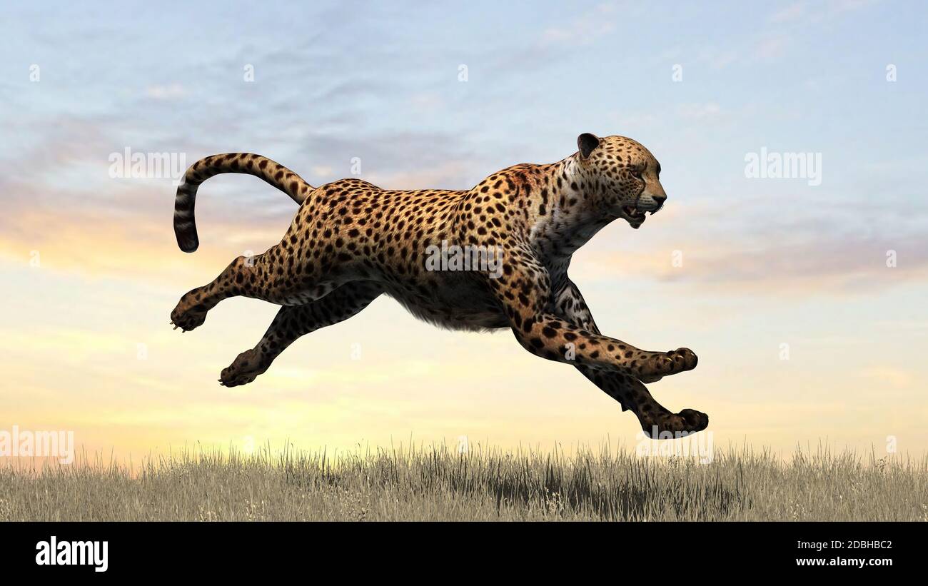 Cheetah isolated on white background Stock Photo - Alamy