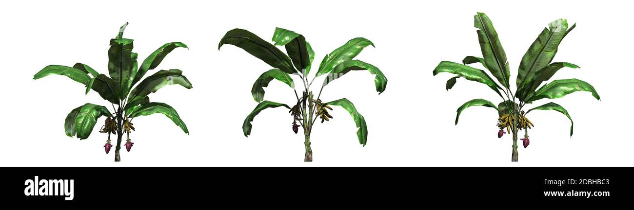 Set of Banana plants - isolated on white background Stock Photo - Alamy