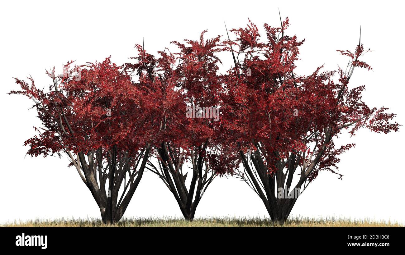 Crape Myrtle bush - isolated on white background Stock Photo - Alamy