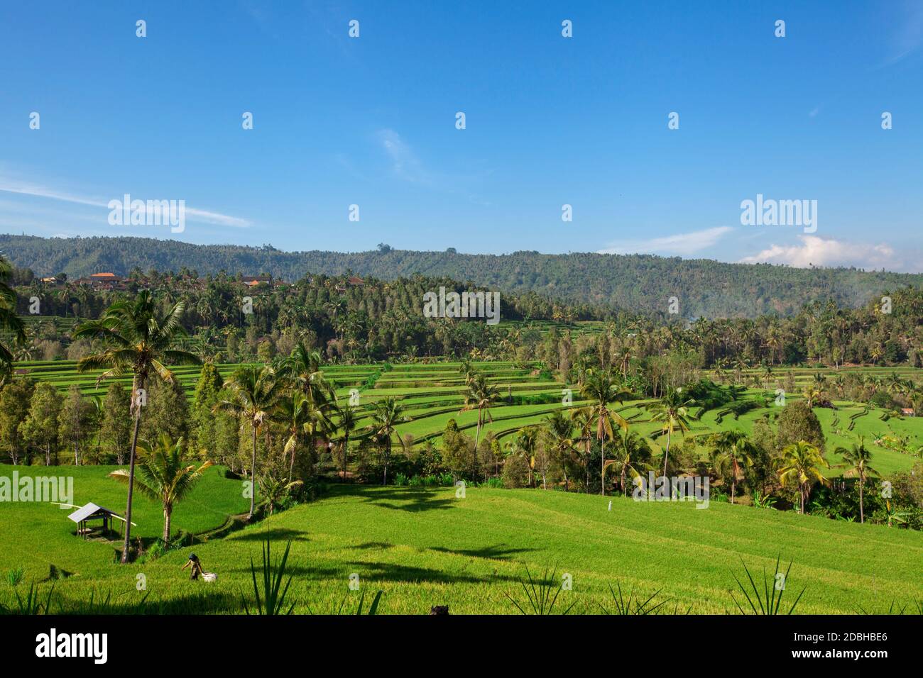 Munduk, Bali. Surrounded by dense jungle vegetation on all sides are ...