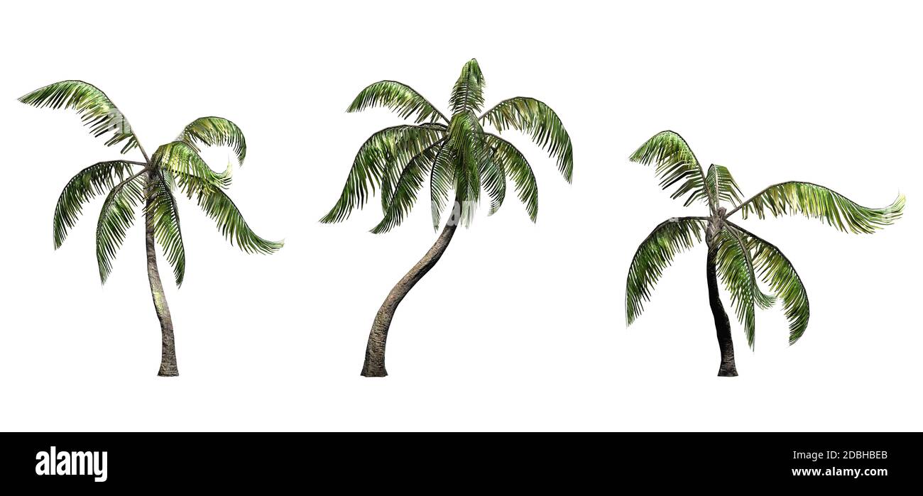 Set of Sample Palm trees - isolated on white background Stock Photo - Alamy