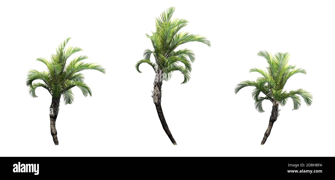 Set of Curly Palm trees - isolated on white background Stock Photo - Alamy