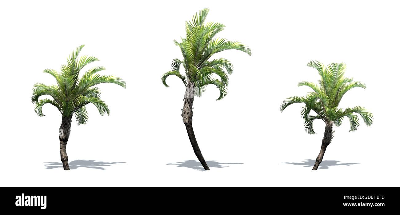 Set of Curly Palm trees - isolated on white background Stock Photo - Alamy
