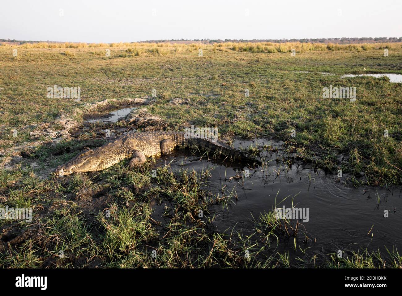 Beautiful Crocodile in African landscape and scenery Stock Photo - Alamy