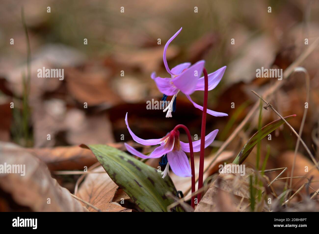 Dogtooth violet or the dogs tooth violet, late winter or early spring ...