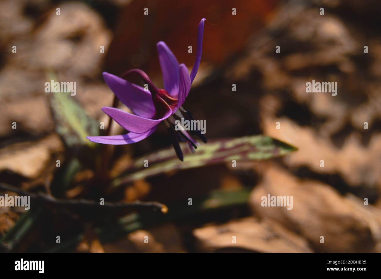 Dogtooth violet or the dogs tooth violet, late winter or early spring ...