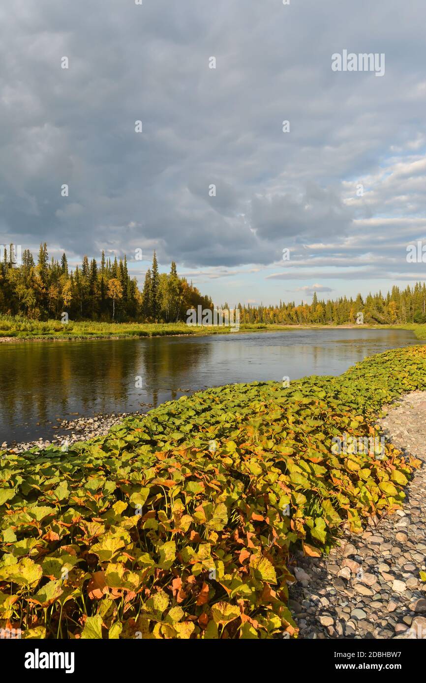 Summer river landscape. Northern taiga deserted river Stock Photo - Alamy