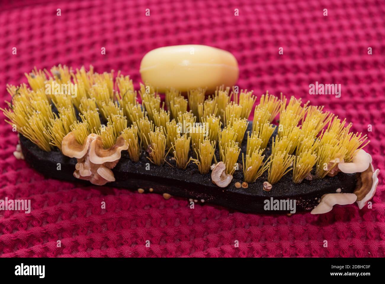 Brush and fungus hi-res stock photography and images - Alamy
