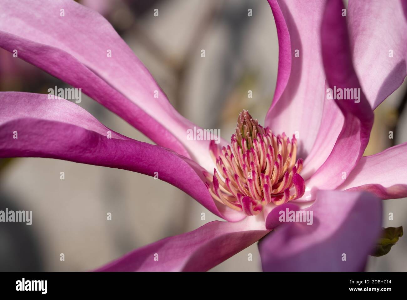 Tulip magnolia (Magnolia liliiflora), close up image of the flower head ...