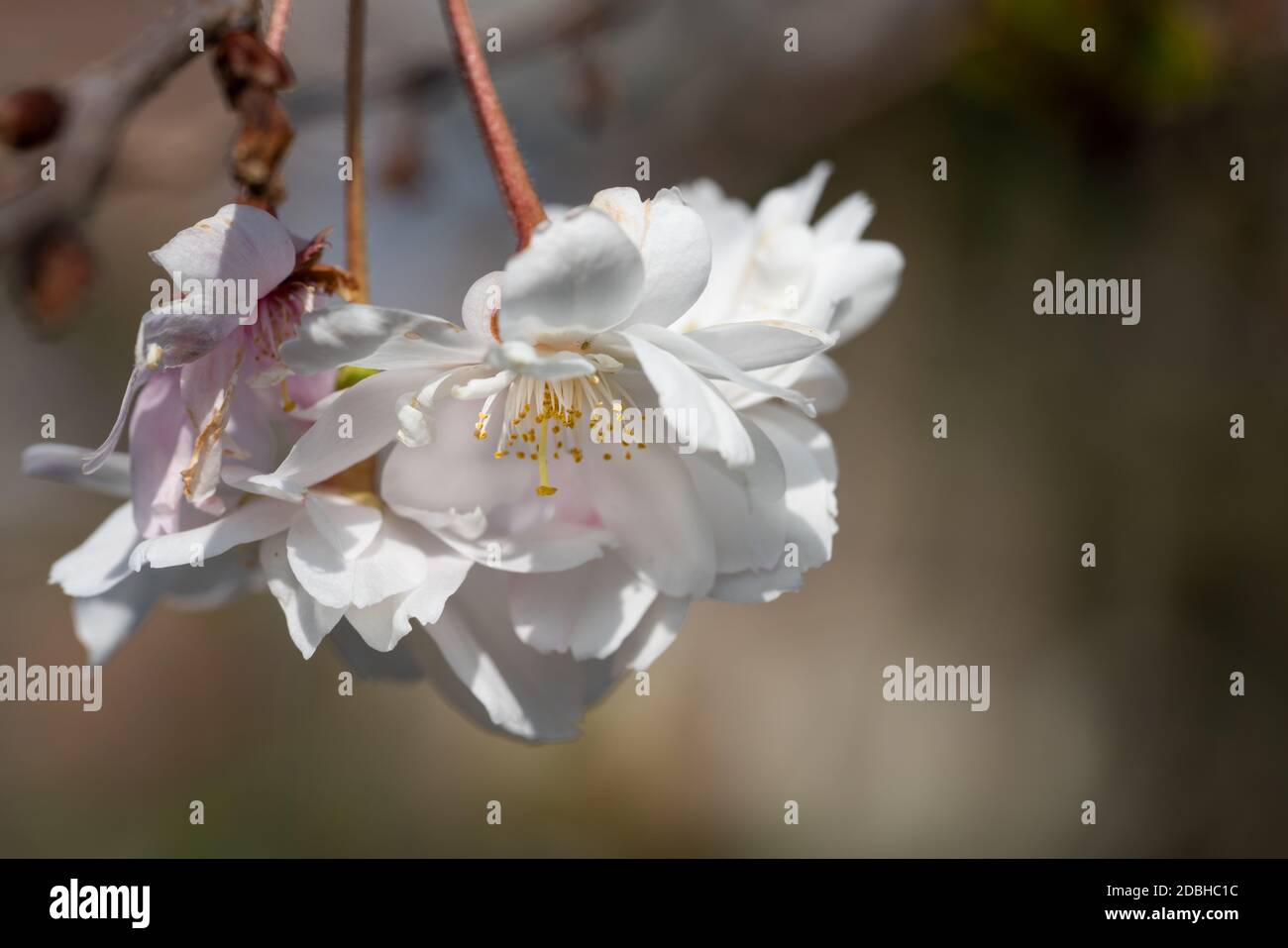 Higan tree prunus subhirtella hi-res stock photography and images - Alamy