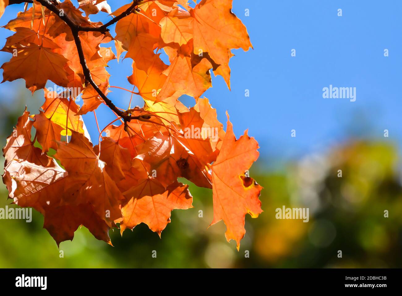 October leaf leaves hi-res stock photography and images - Alamy
