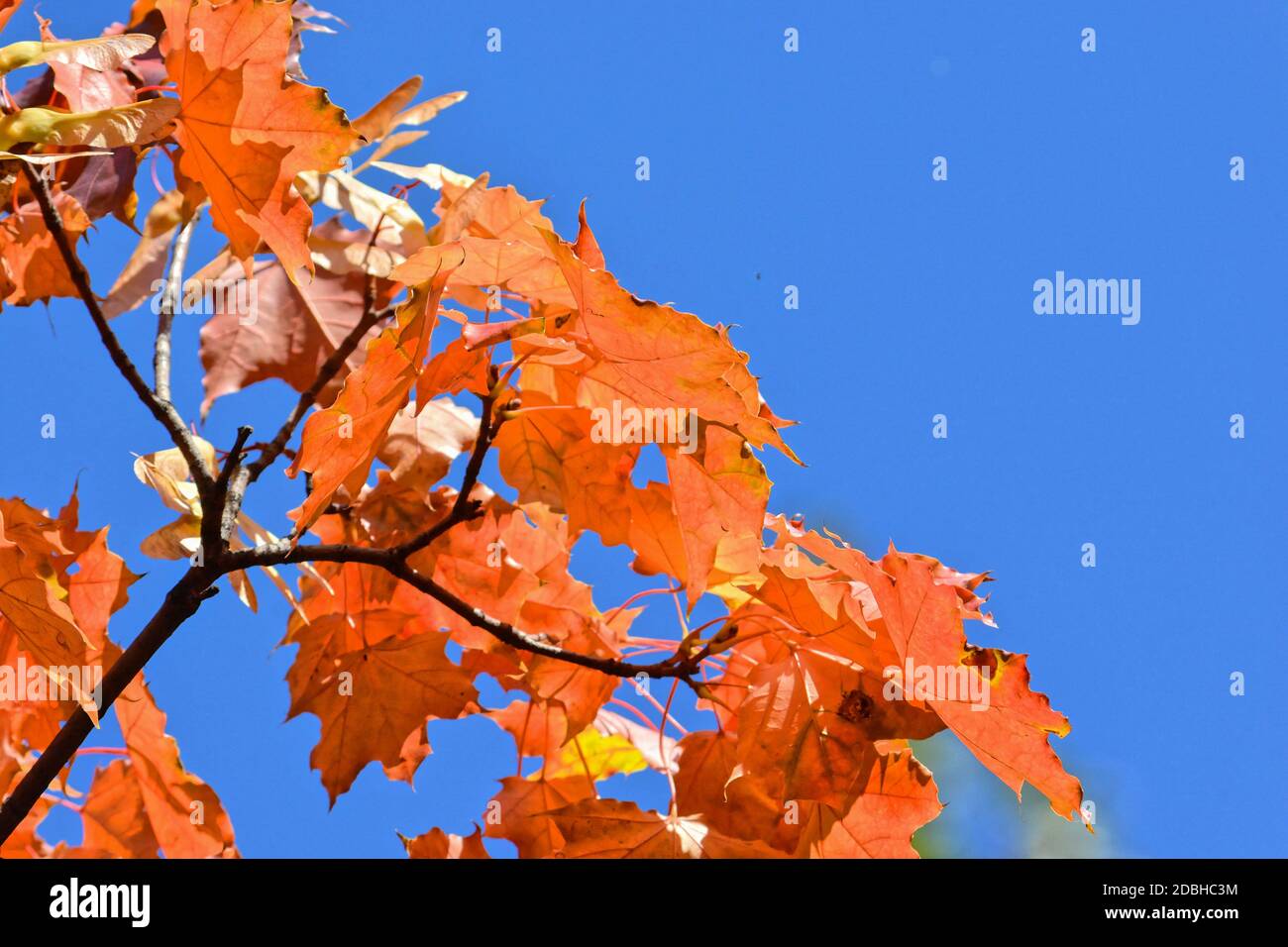 Autumn maple leaves. October is the time of falling leaves Stock Photo ...