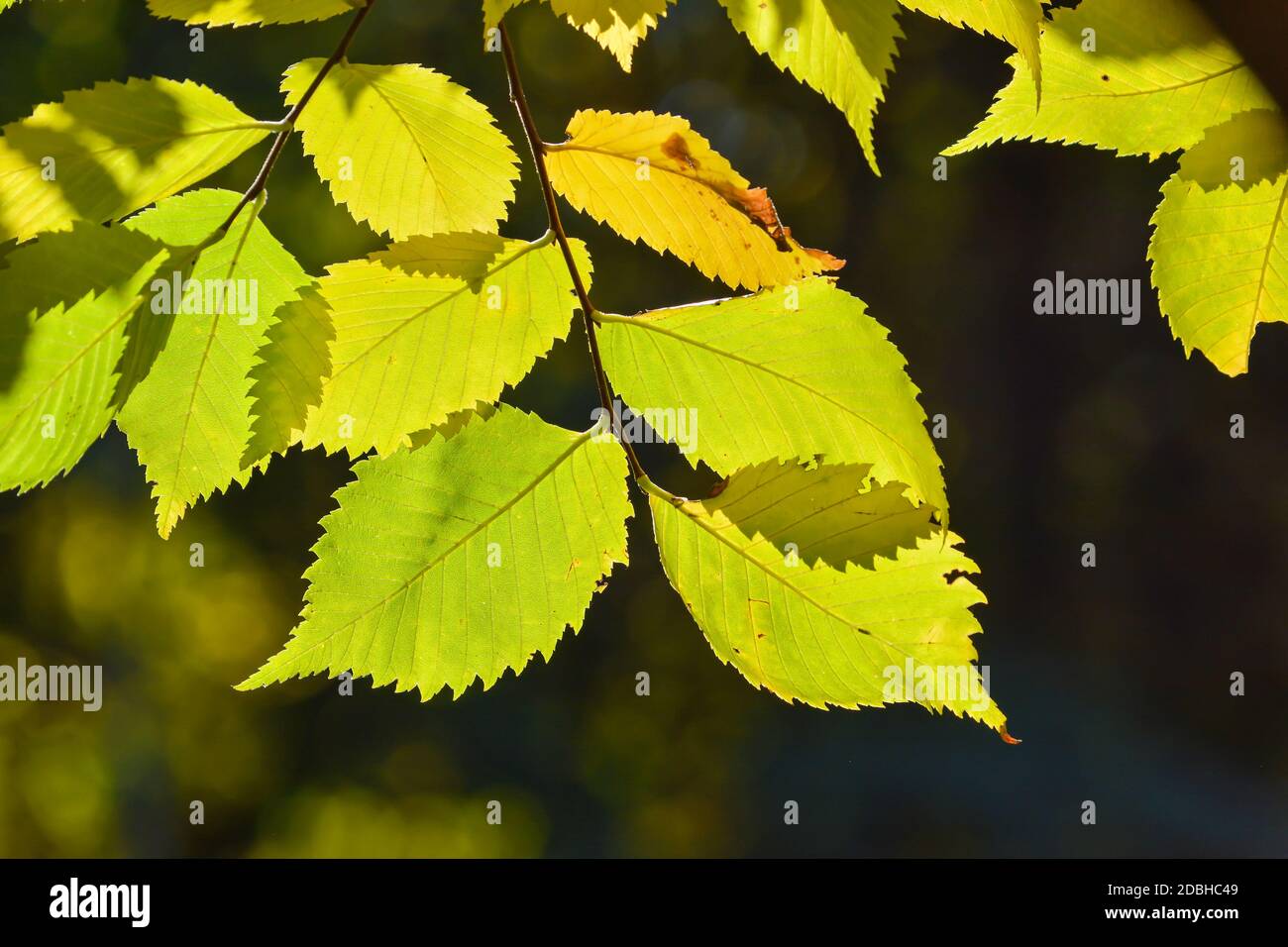 Autumn beech leaves. October is the time of falling leaves Stock Photo ...