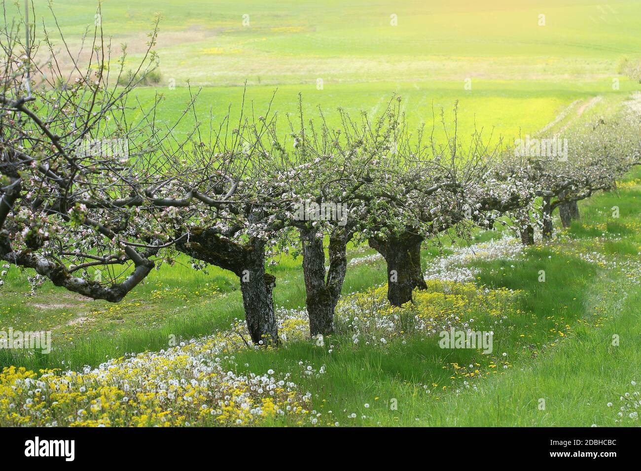 Spring blossom background. Beautiful nature scene with blooming tree of ...
