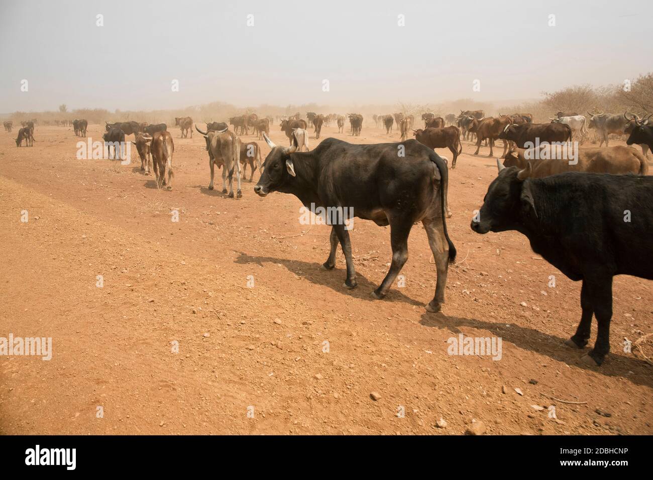 Cattle farm in Northern Namibia, Africa Stock Photo - Alamy