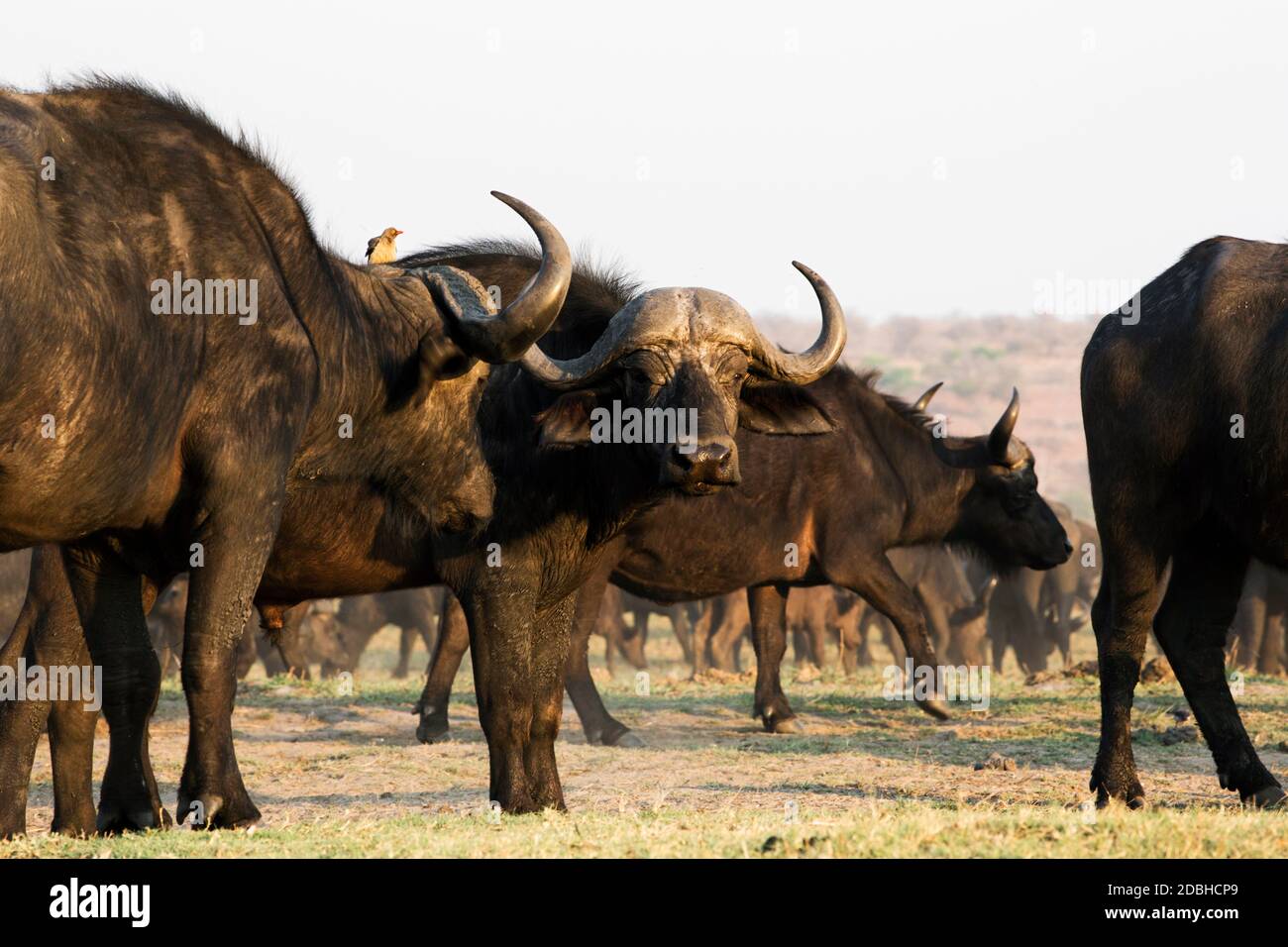 African Buffalo in Southern African savanna Stock Photo - Alamy