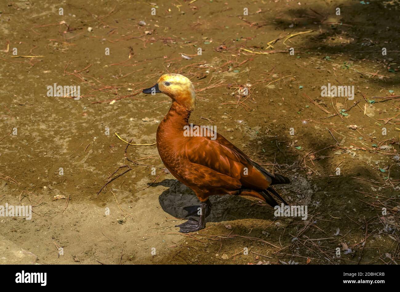 Alone orange-brown Ogari duck hid in the shade of trees from the ...
