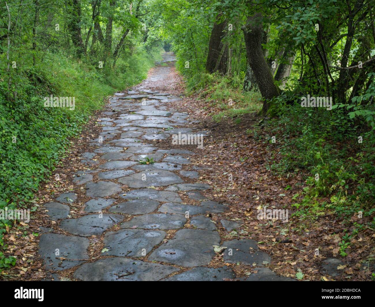 Cassia vetus hi-res stock photography and images - Alamy