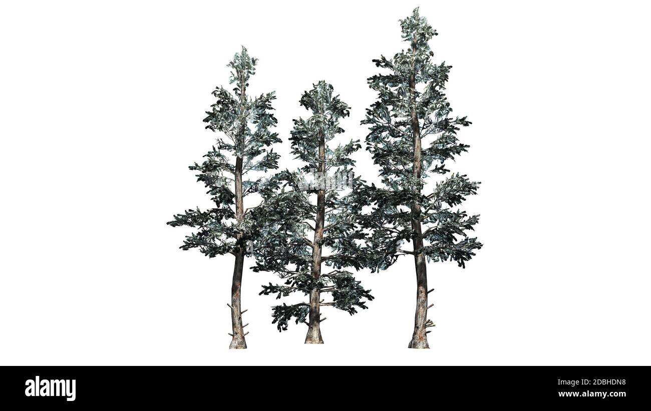 Colorado Blue Spruce tree cluster in winter - isolated on white ...