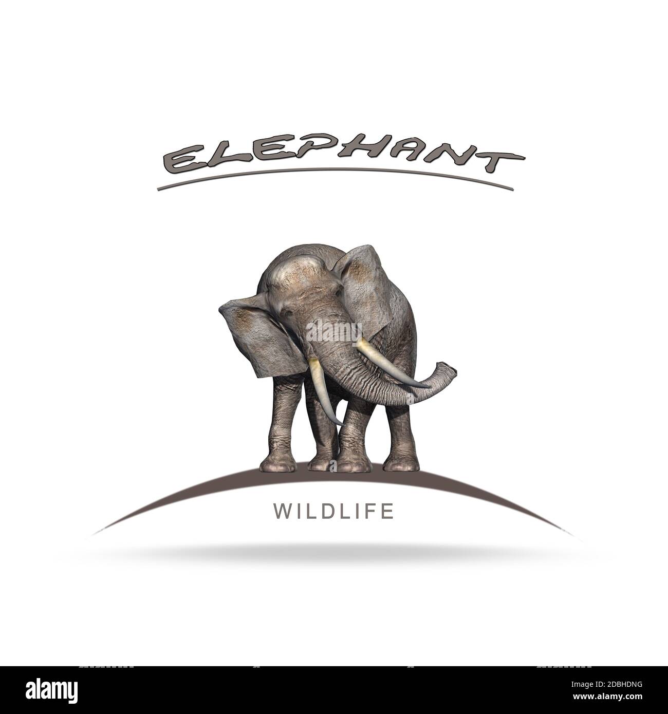Wildlife - Elephant with name lettering - isolated on white background ...