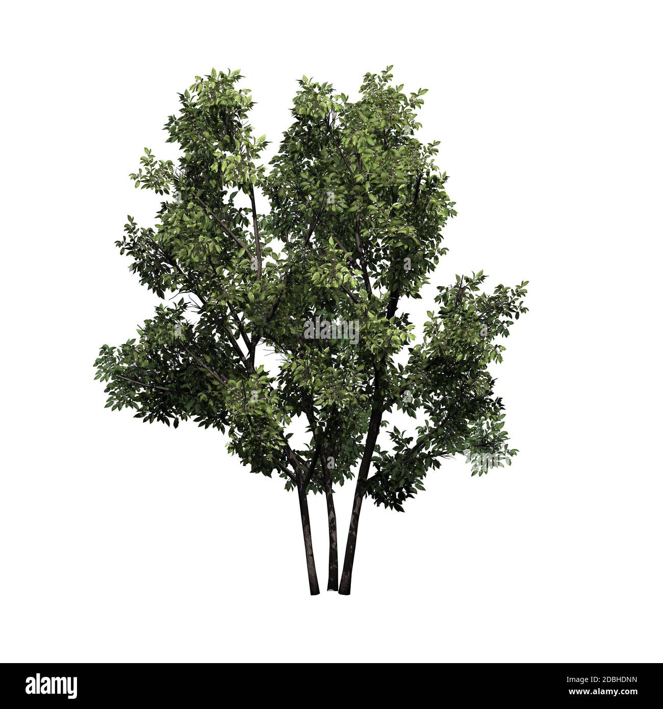 Common Hazel bush - isolated on white background Stock Photo - Alamy