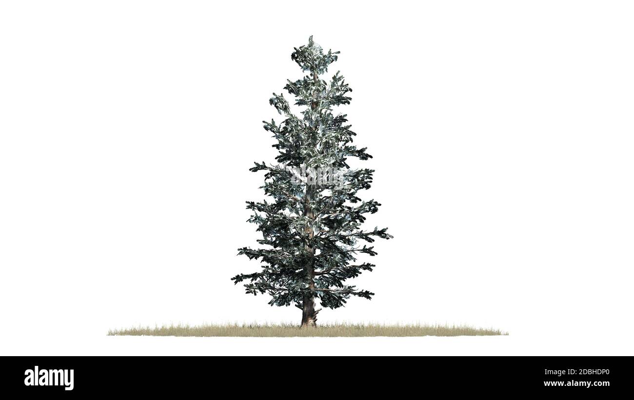 Colorado Blue Spruce tree in winter - isolated on white background ...