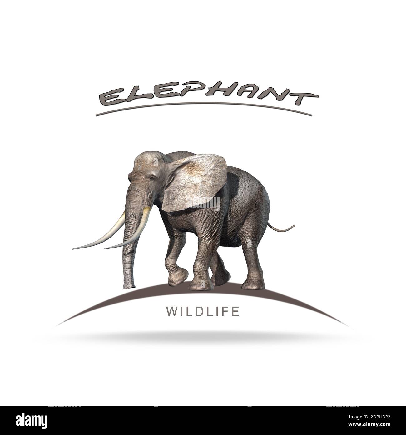 Wildlife - Elephant with name lettering - isolated on white background ...