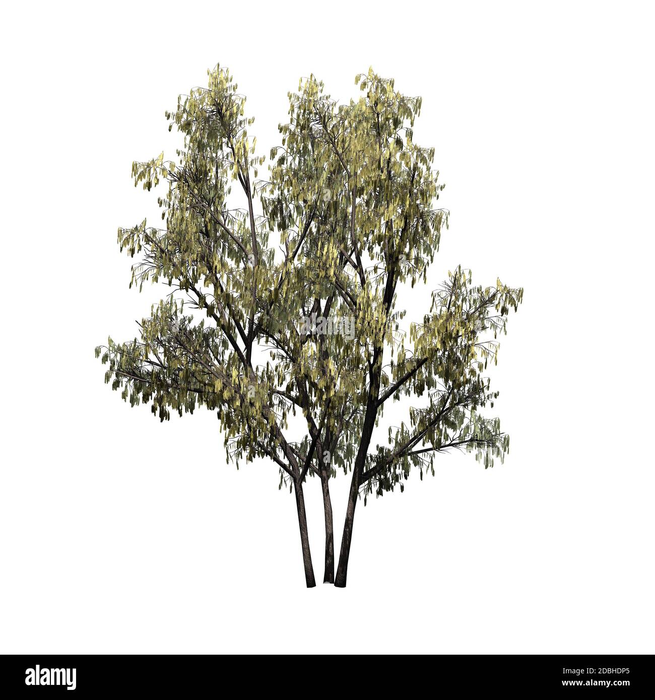 Common Hazel bush with catkins - isolated on white background Stock ...