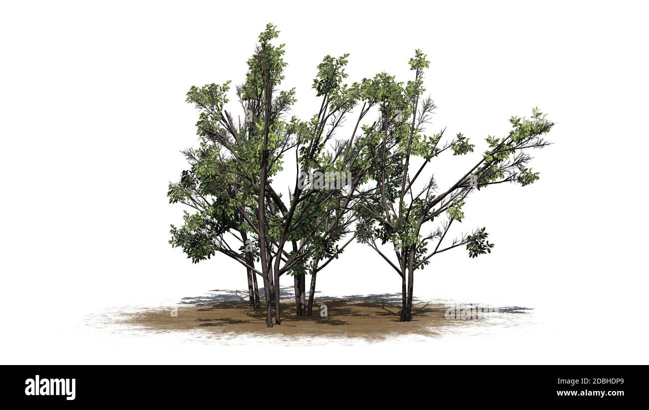 various Common Hazel bushs on a sand area - isolated on white ...