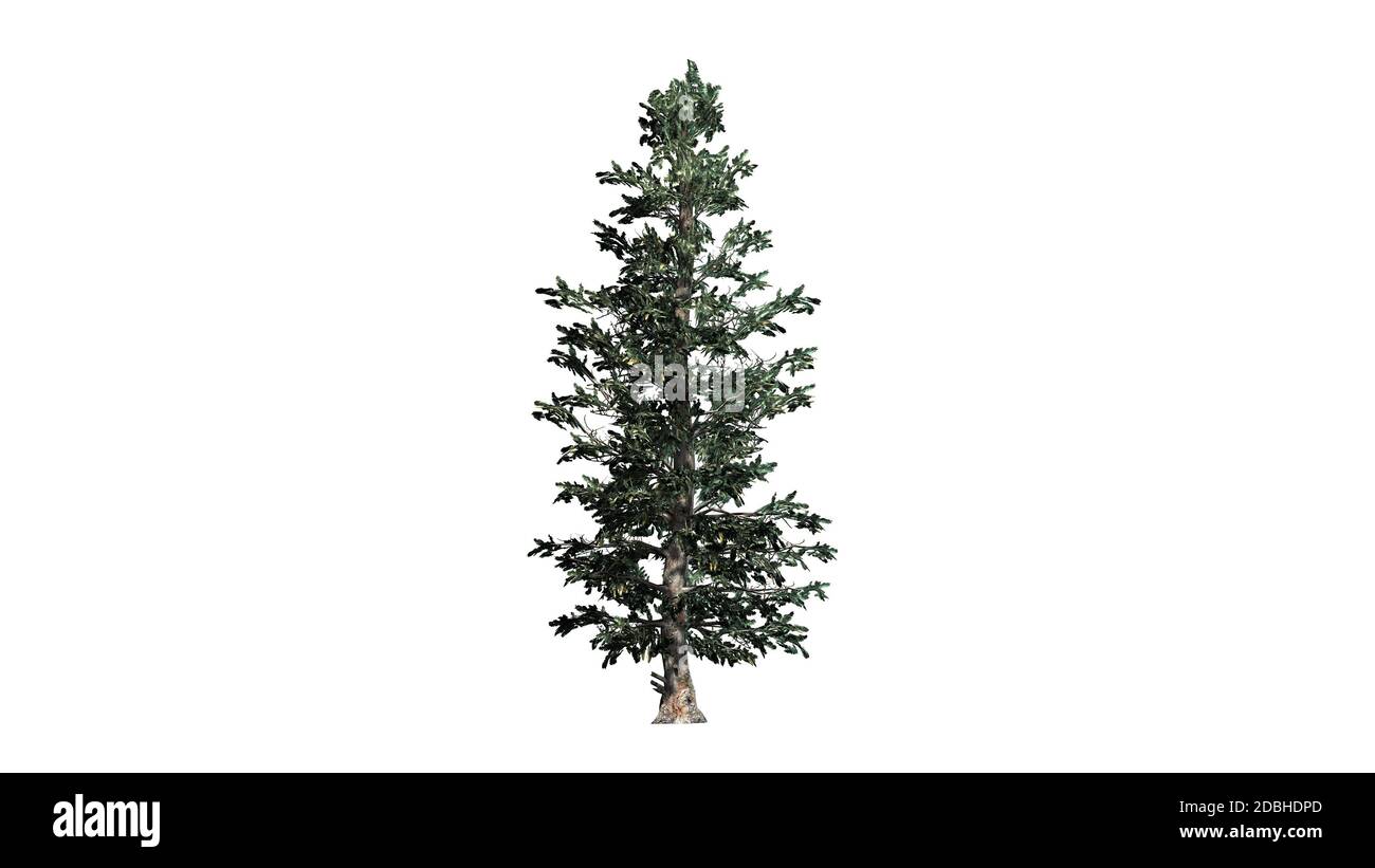 Colorado Blue Spruce tree - isolated on white background Stock Photo ...