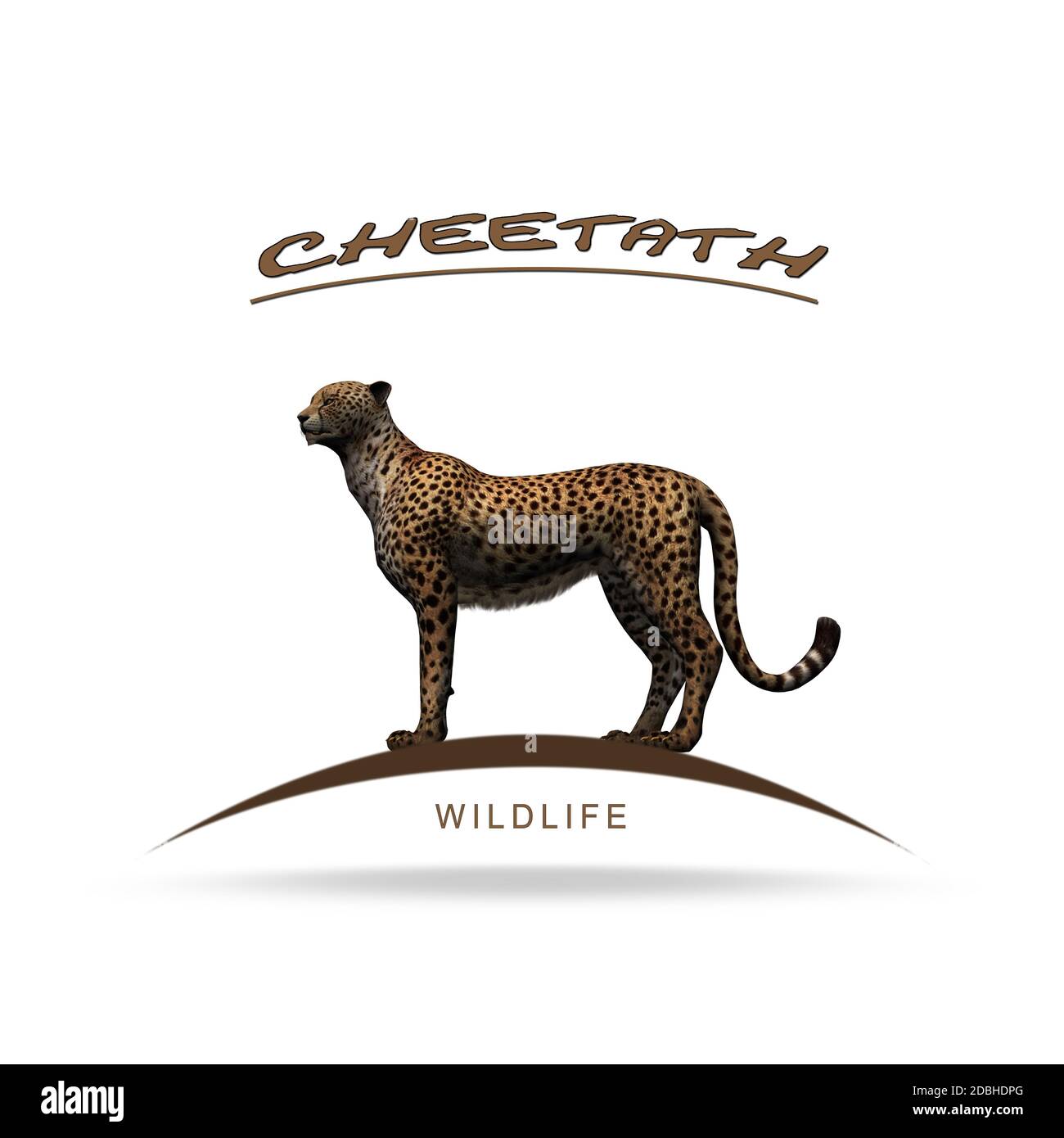 Wildlife - Cheetah with name lettering - isolated on white background ...