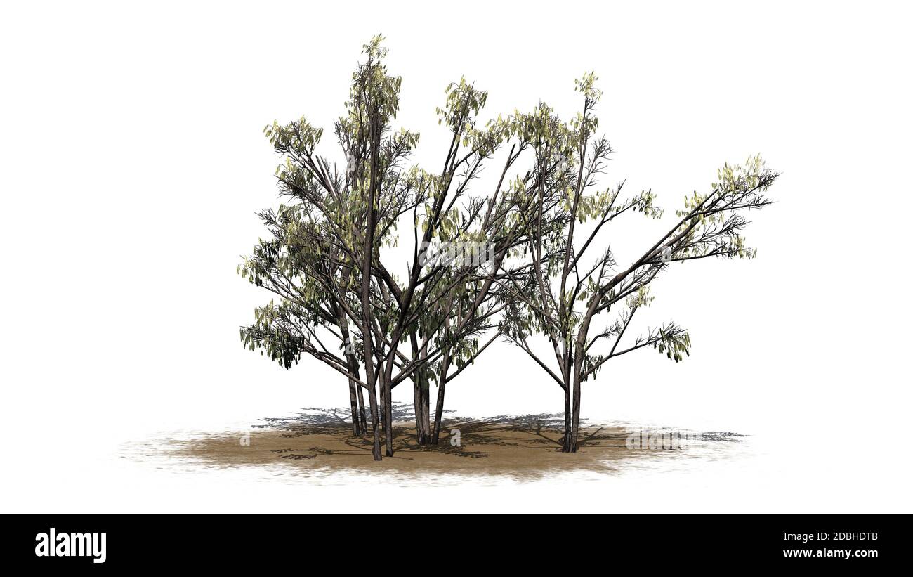 various Common Hazel bushs with catkins on a sand area - isolated on ...