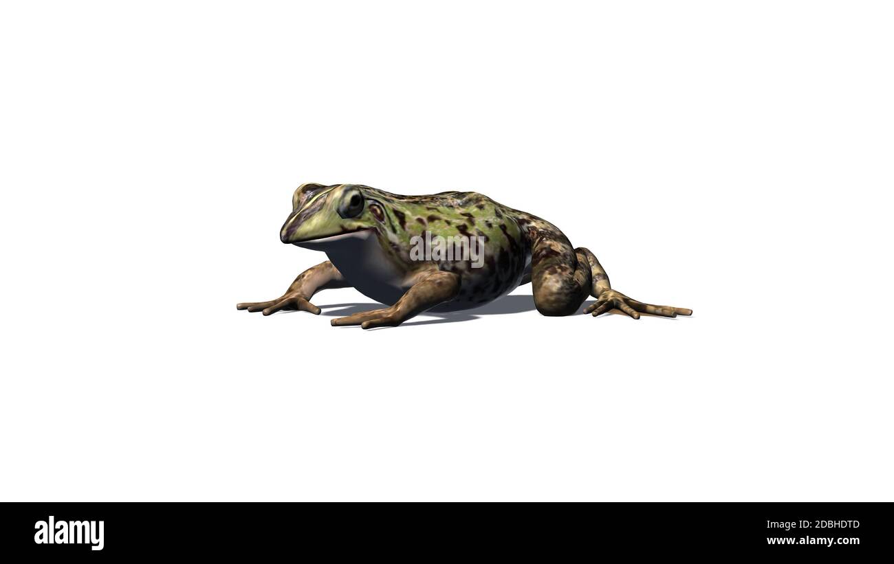 Frog seated - left sight view - isolated on white background Stock ...