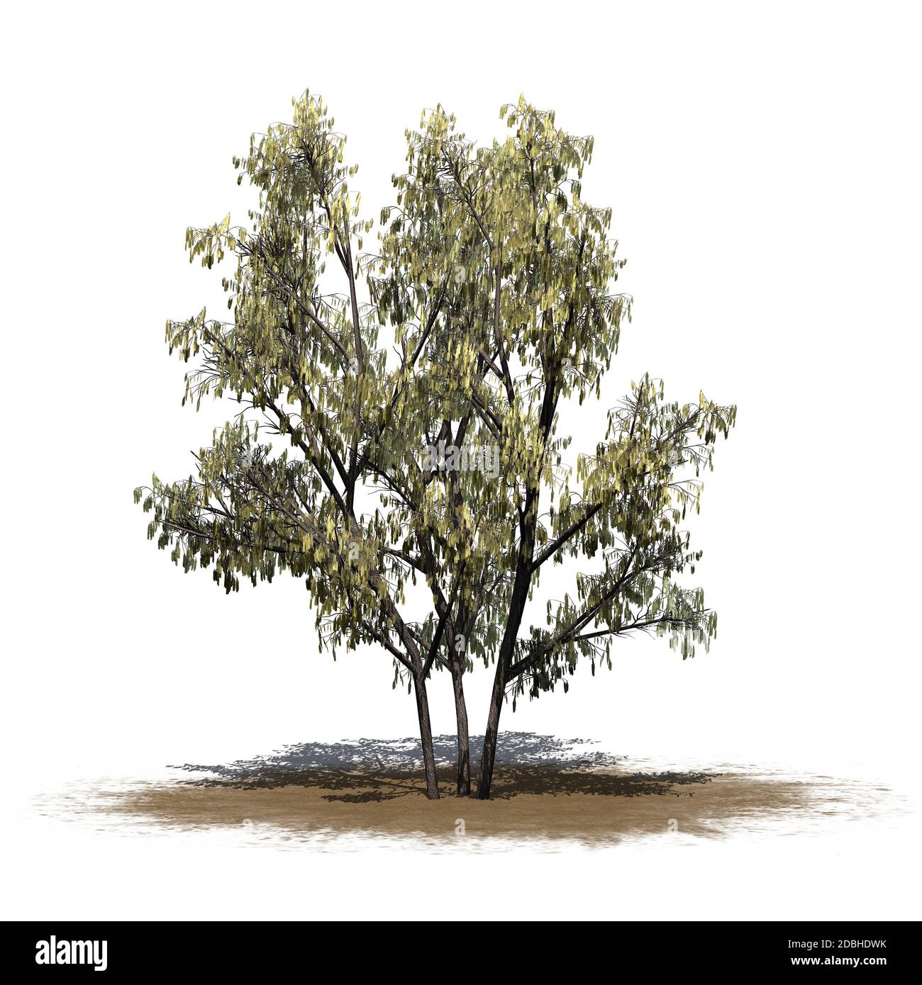 Common Hazel bush with catkins on a sand area - isolated on white ...