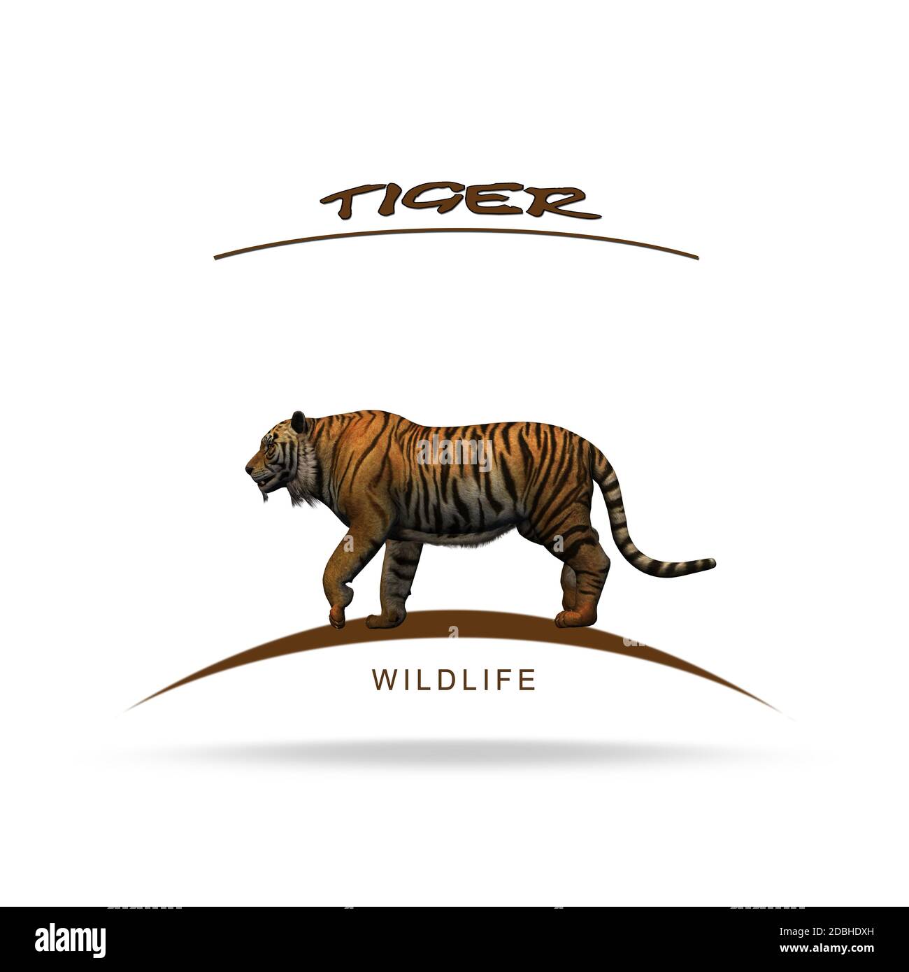 Wildlife - Tiger with name lettering - isolated on white background ...