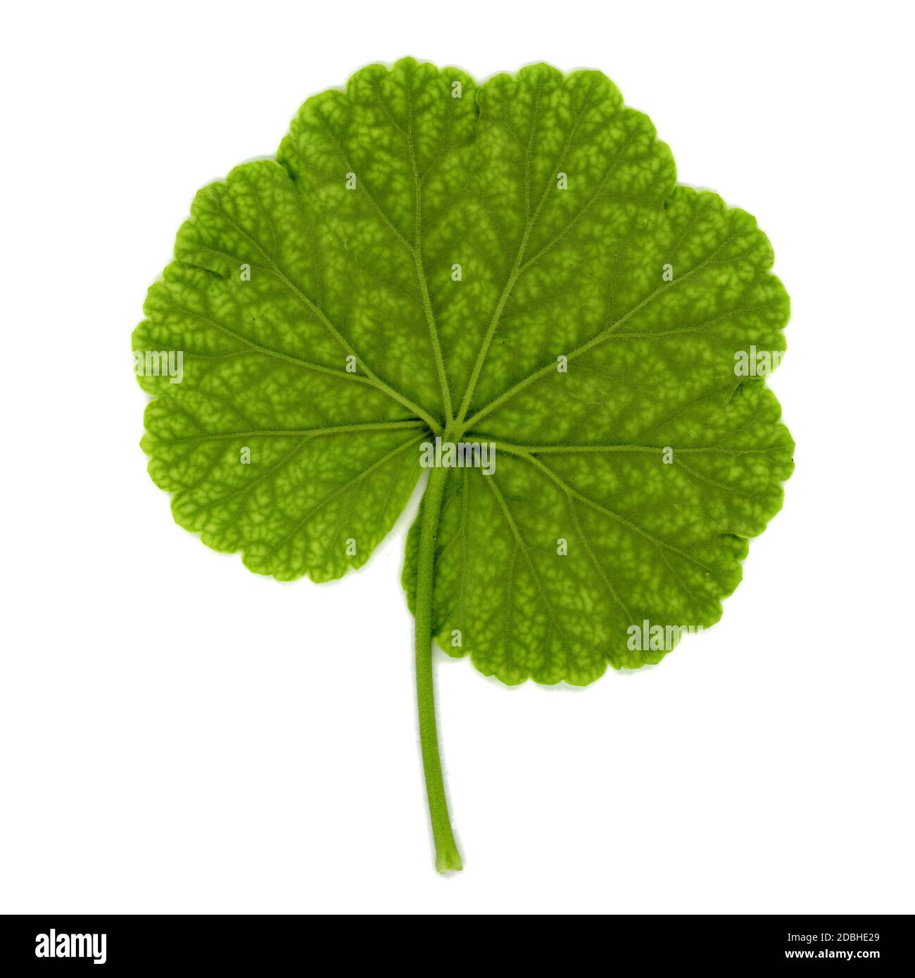 leaf of a geranium aka cranesbill plant (scientific classification ...
