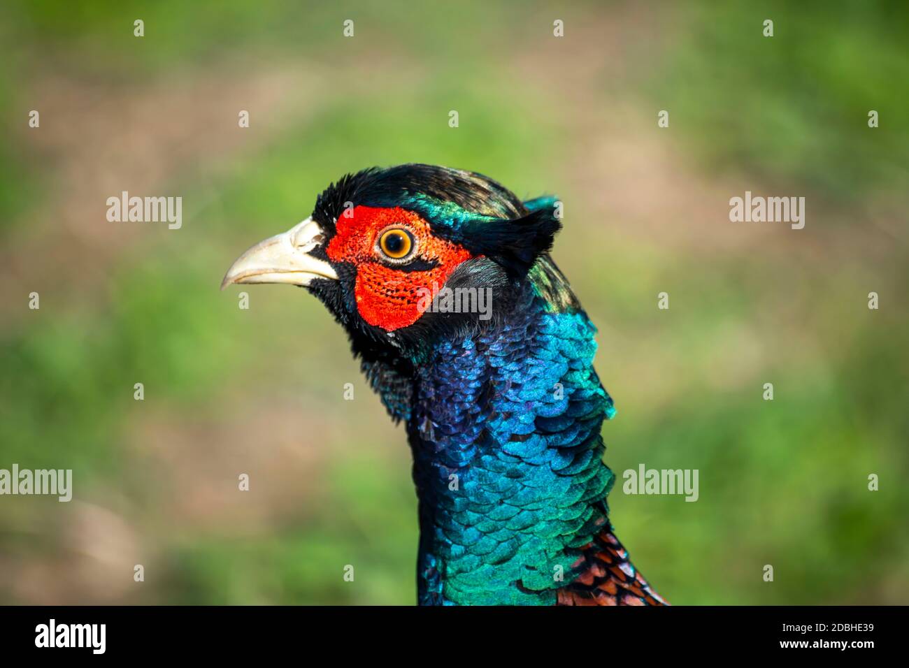 Ringneck Pheasant (Phasianus colchicus) male, Turkey Stock Photo - Alamy