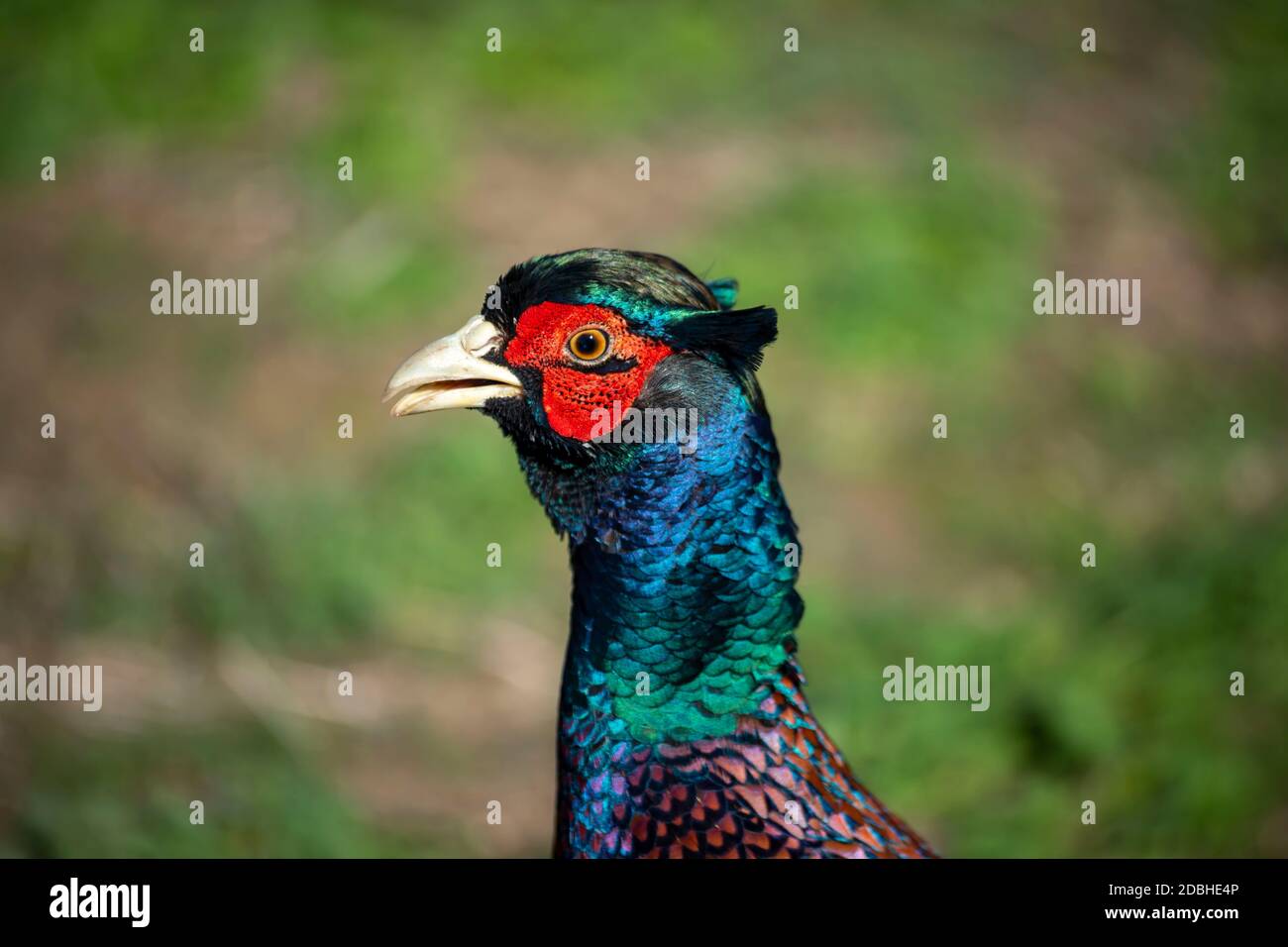 Ringneck Pheasant (Phasianus colchicus) male, Turkey Stock Photo - Alamy