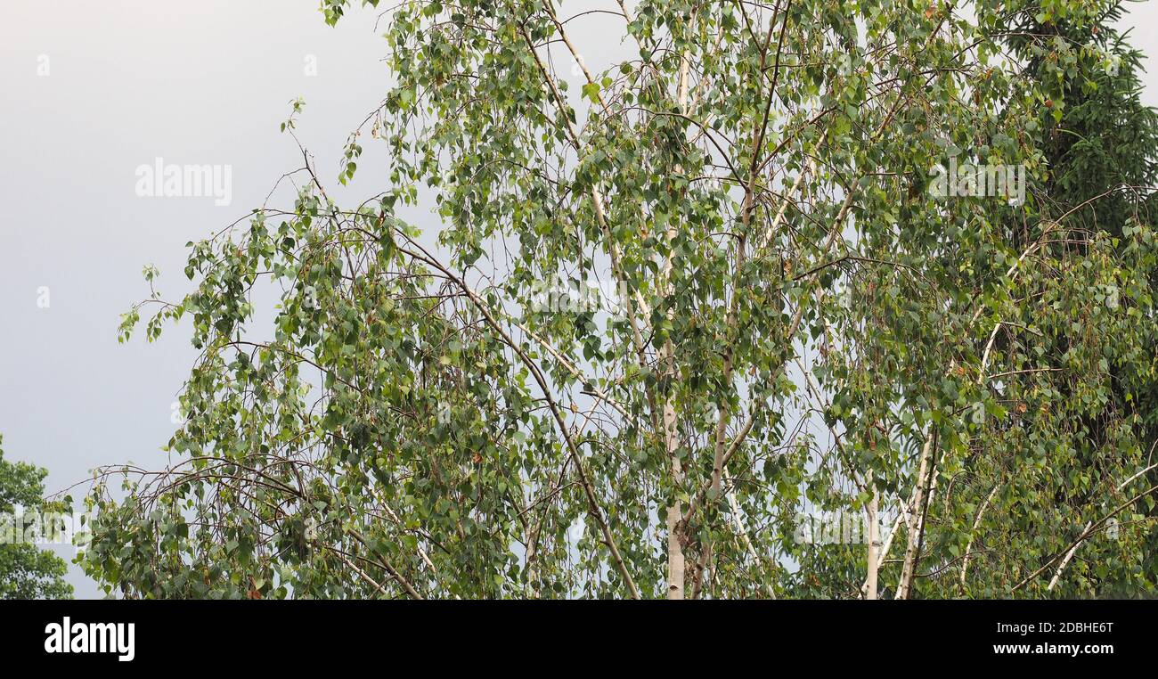 birch tree (scientific classification Angiosperms, Betuloideae, Betula ...