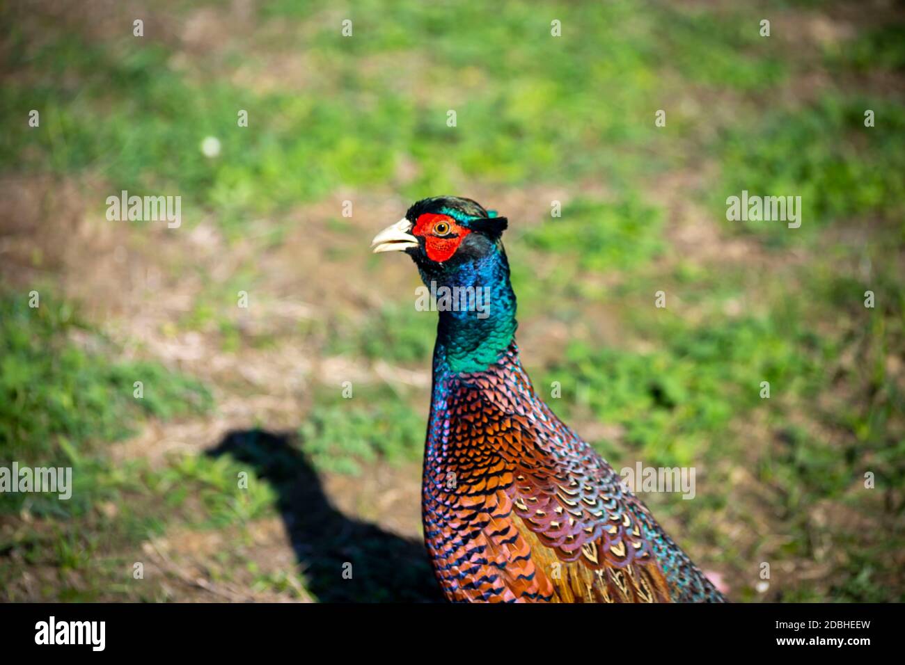 Ringneck Pheasant (Phasianus colchicus) male, Turkey Stock Photo - Alamy