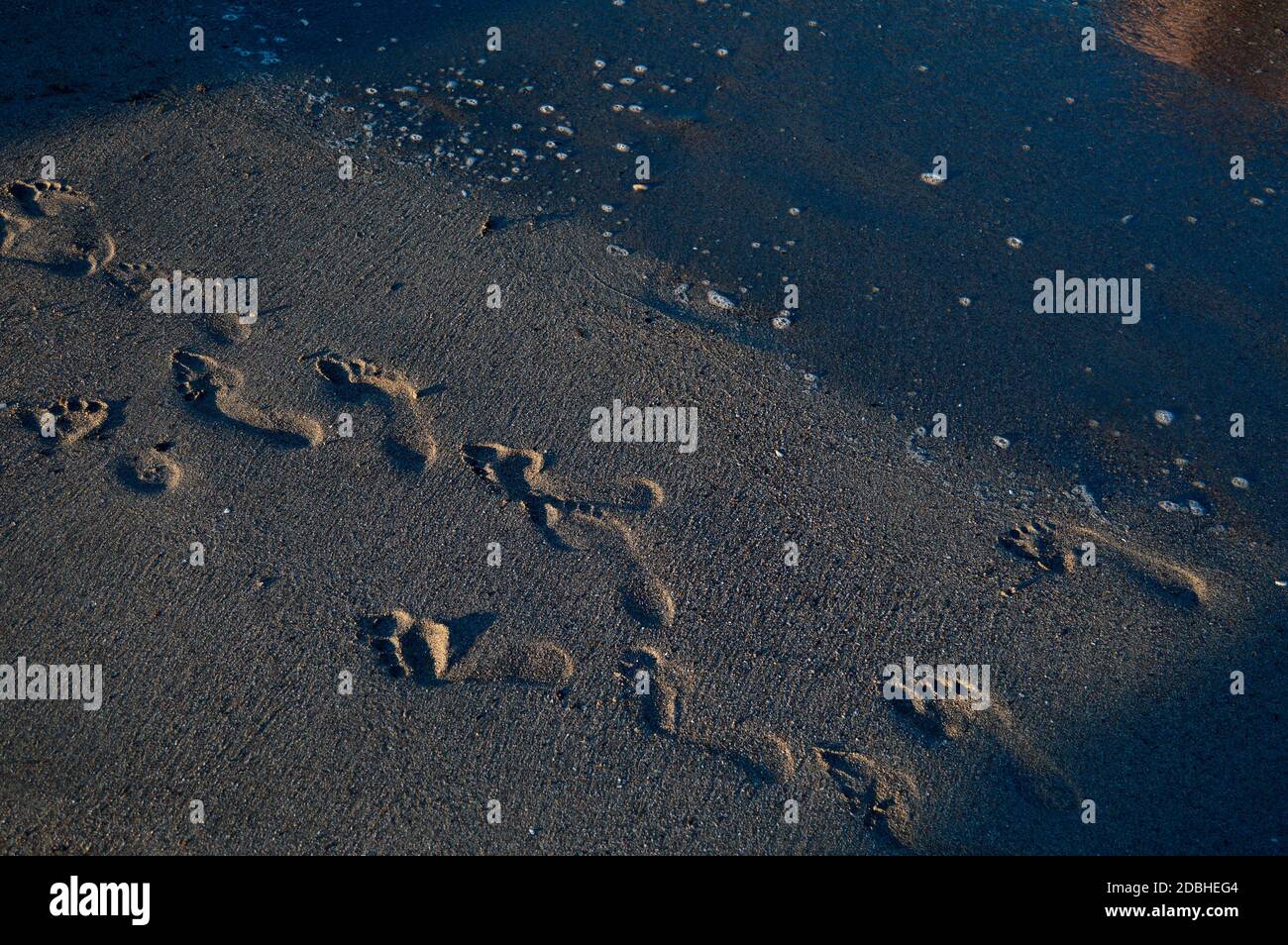 Sea sand footsteps waves hi-res stock photography and images - Alamy
