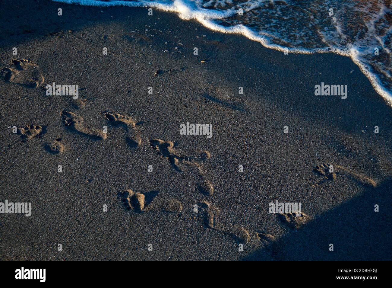Footsteps in the sand on the beach, sandy beach, sea waves Stock Photo ...
