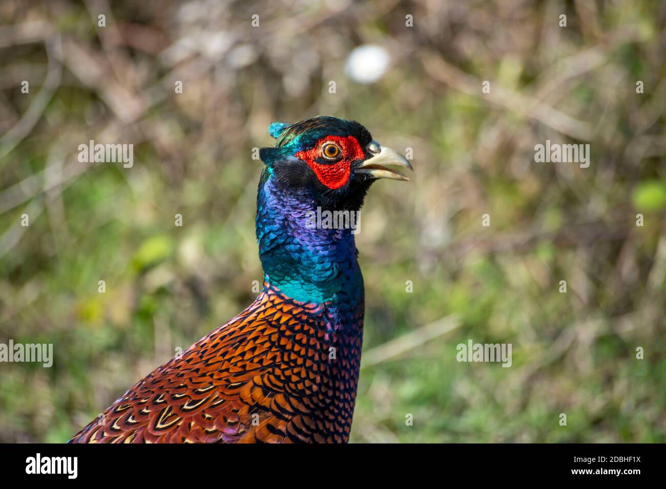 Ringneck Pheasant (Phasianus colchicus) male, Turkey Stock Photo - Alamy