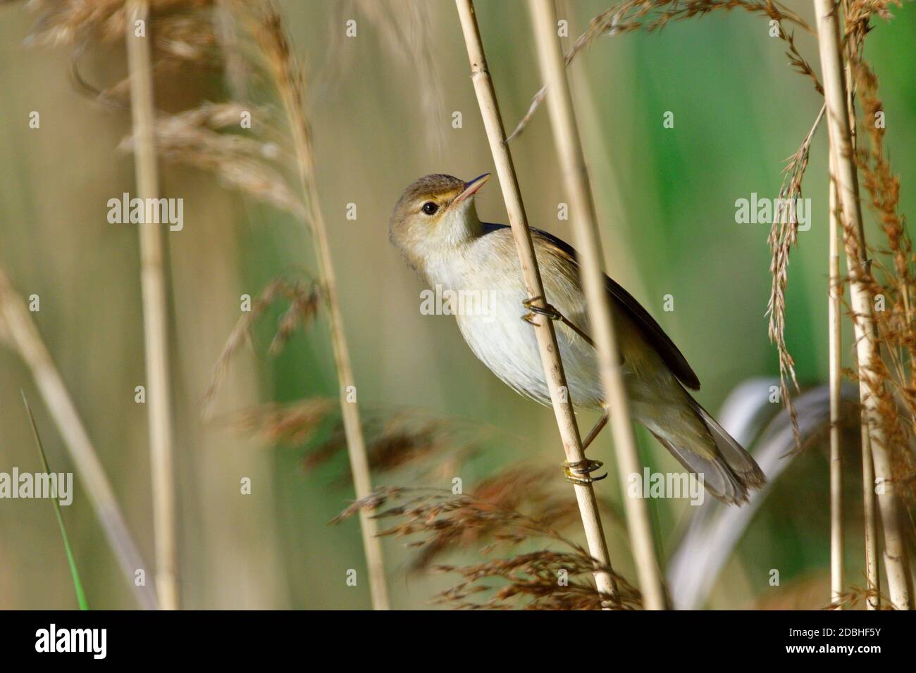 Eurasian reed warbler hi-res stock photography and images - Alamy