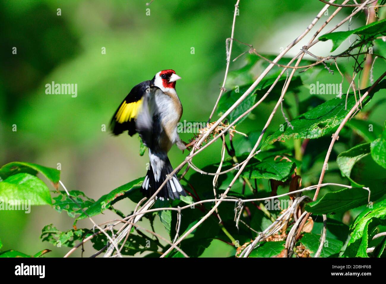 Goldfinch carduelis in tree hi-res stock photography and images - Alamy