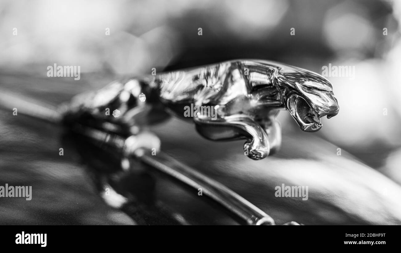 Jaguar bonnet mascot hi-res stock photography and images - Alamy