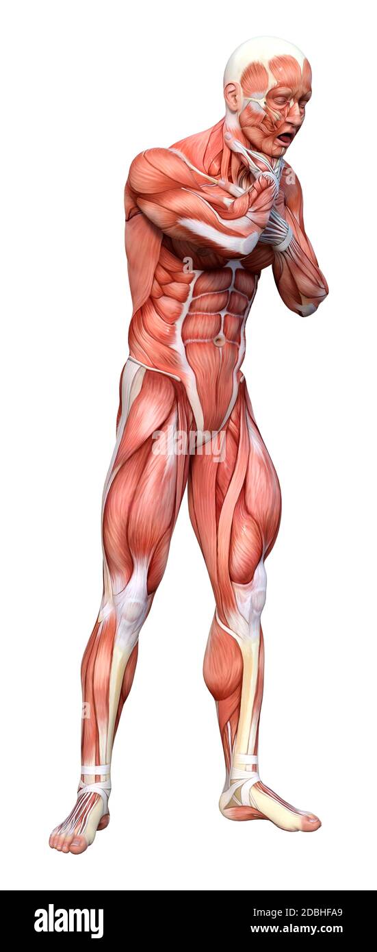 3D rendering of a male figure with muscle maps isolated on white ...