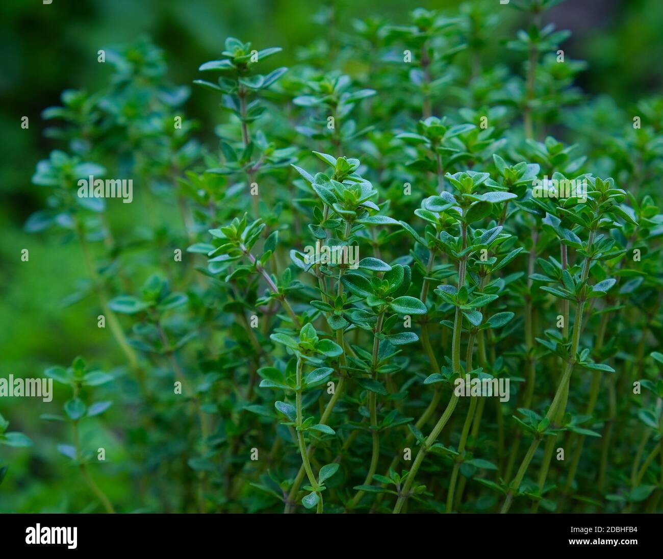 bush of growing thyme with green leaves in the garden, close up Stock ...