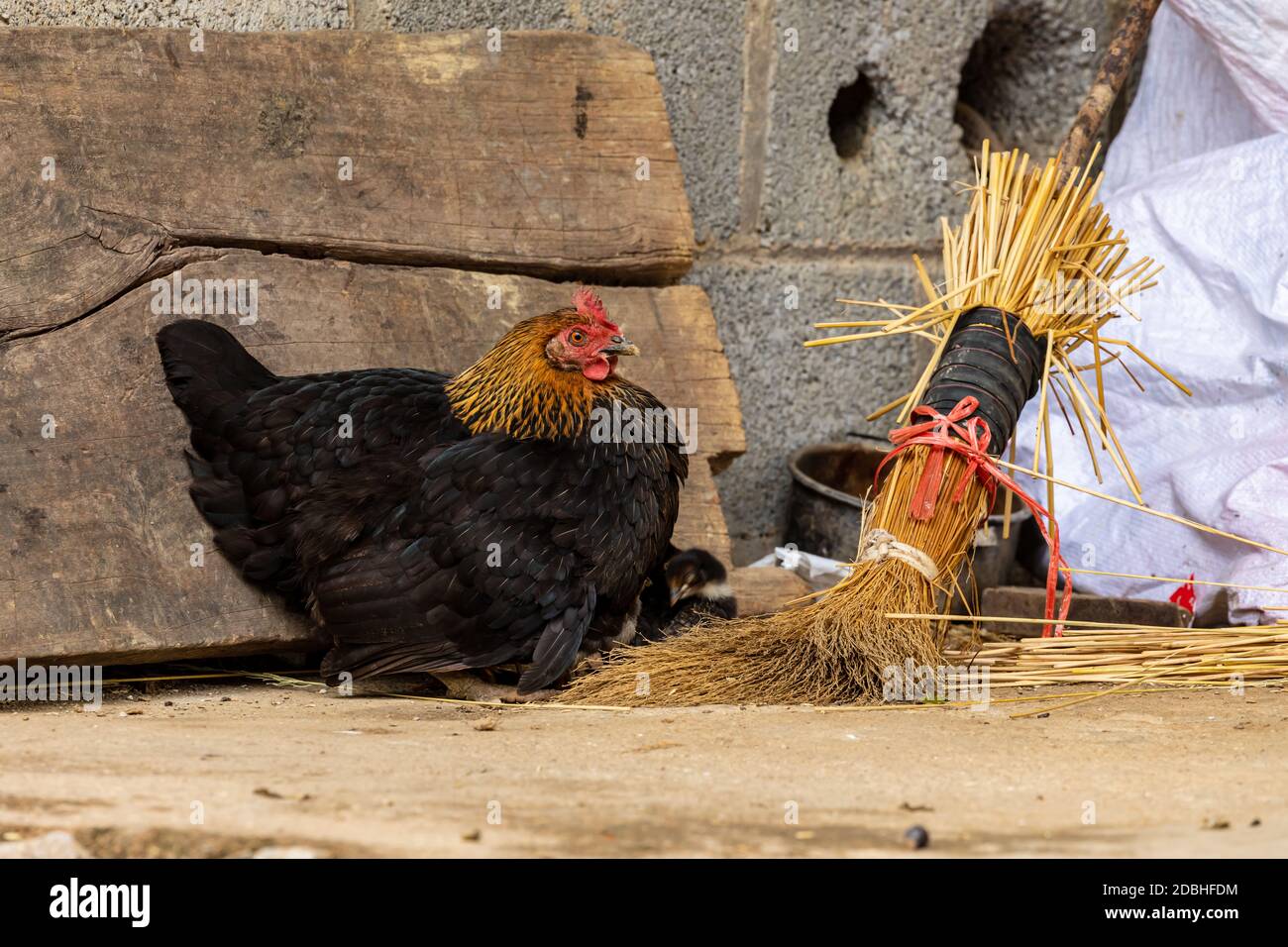 A hen and chickens Stock Photo - Alamy